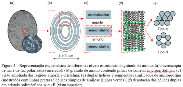 AMIDO – UMA ABORDAGEM ACERCA DA COMPOSIÇÃO, ESTRUTURA, PROPRIEDADES ...